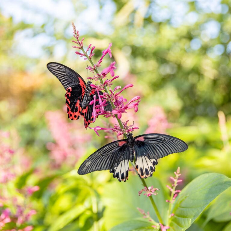 Home - Discover Ames