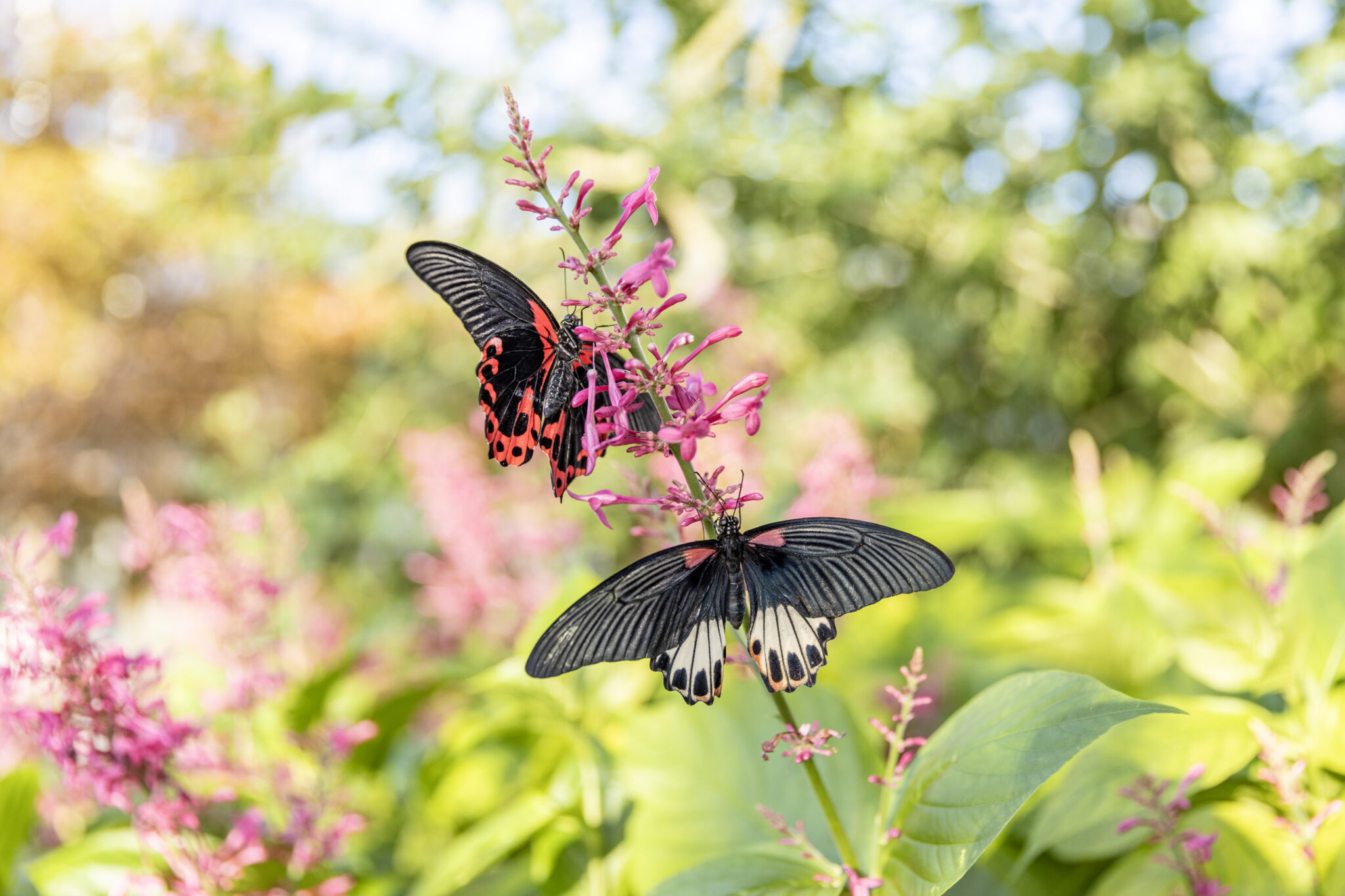 Gardening enthusiasts best day ever is in full bloom