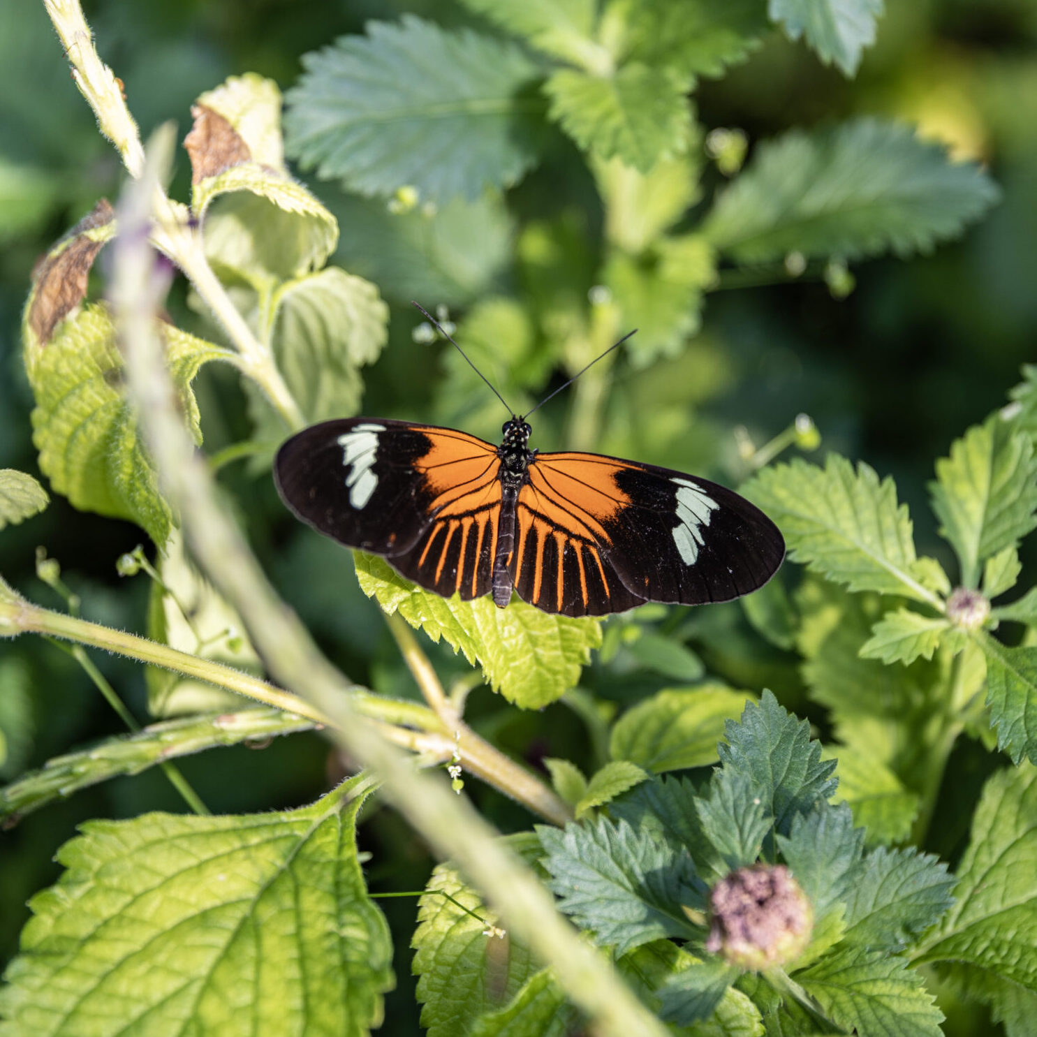Embrace and celebrate spring in Ames - Discover Ames