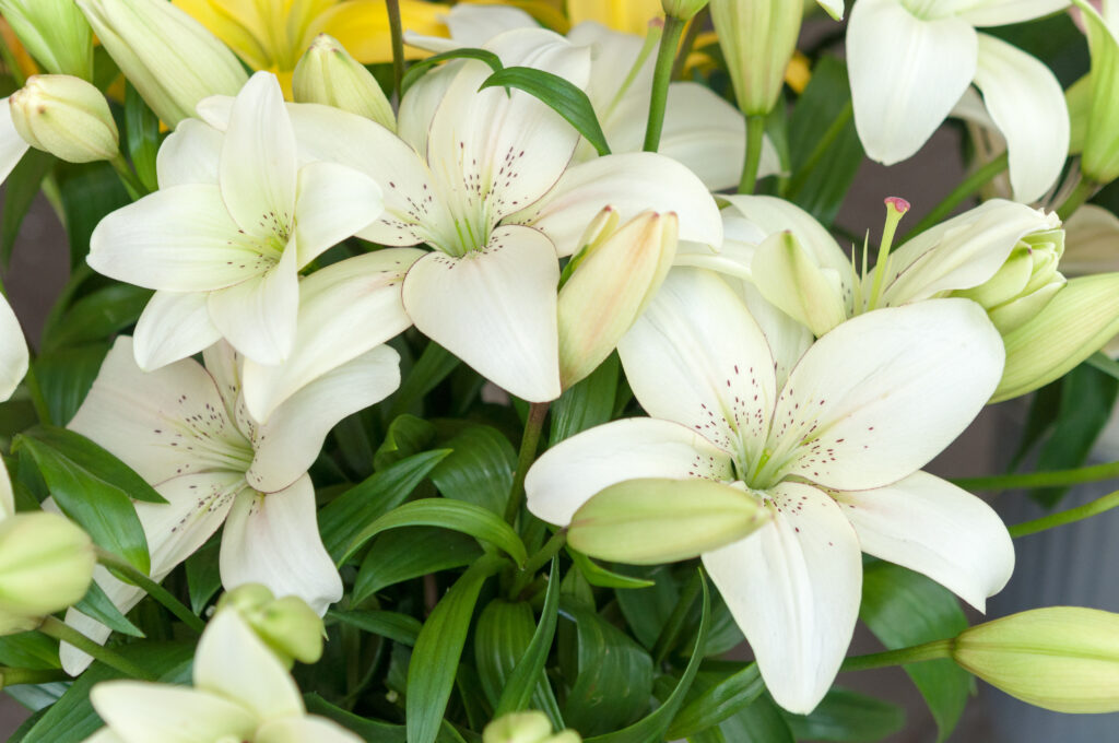 Lily Show - Discover Ames